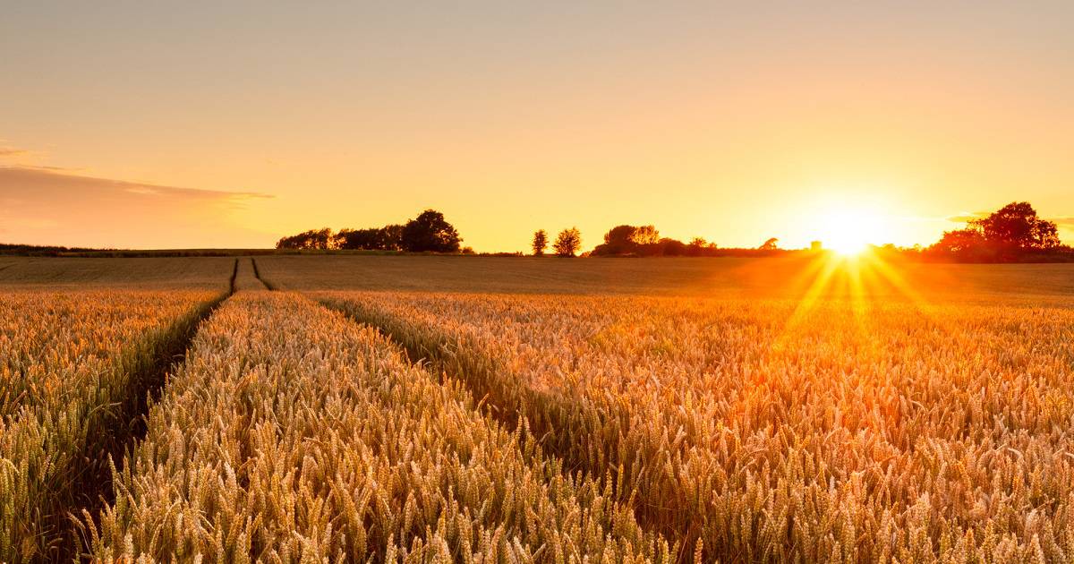 Peter Hogendoorn of Sage Potash on Food Security and the Sage Plain ...